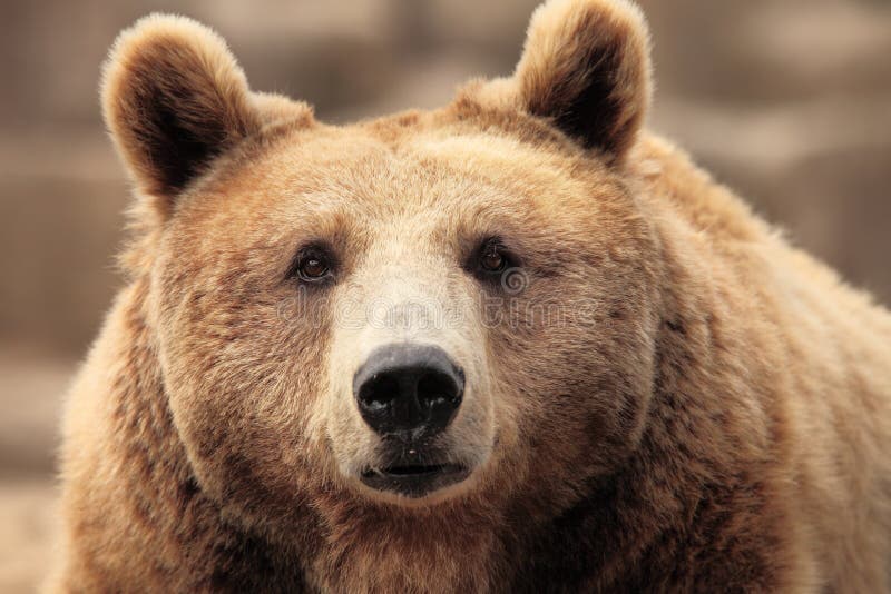 The face of a bear stock photo. Image of claws, resting - 42349512
