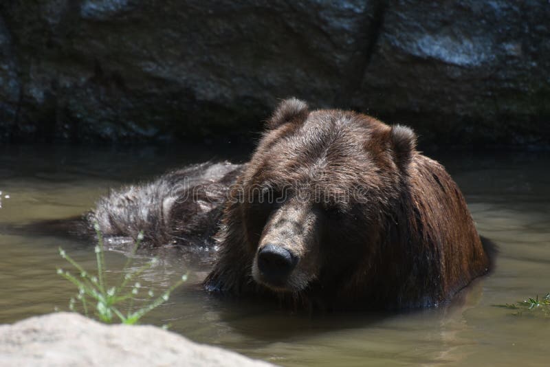 Brown Bear Floating on Its Back Holding a Branch Stock Image - Image of ...
