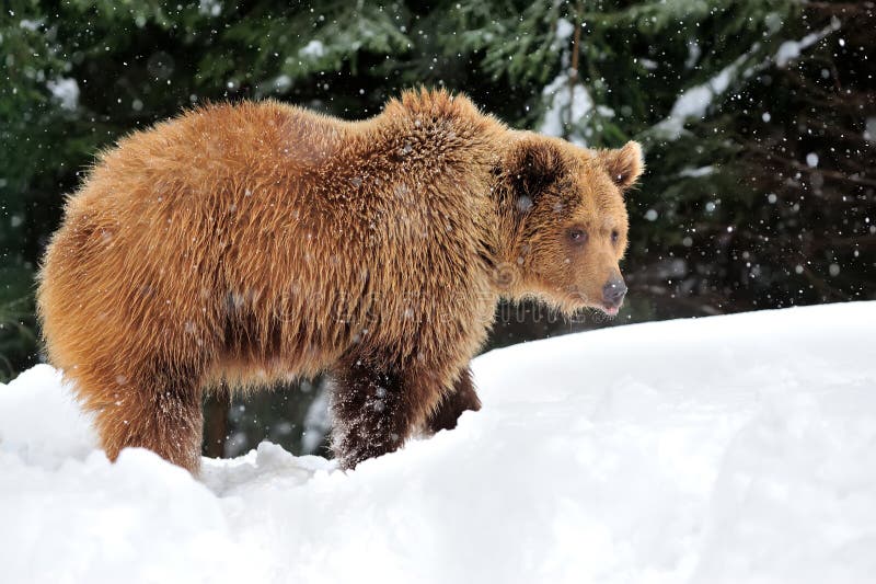 Bear in winter time stock photo. Image of natural, arctos - 105685192