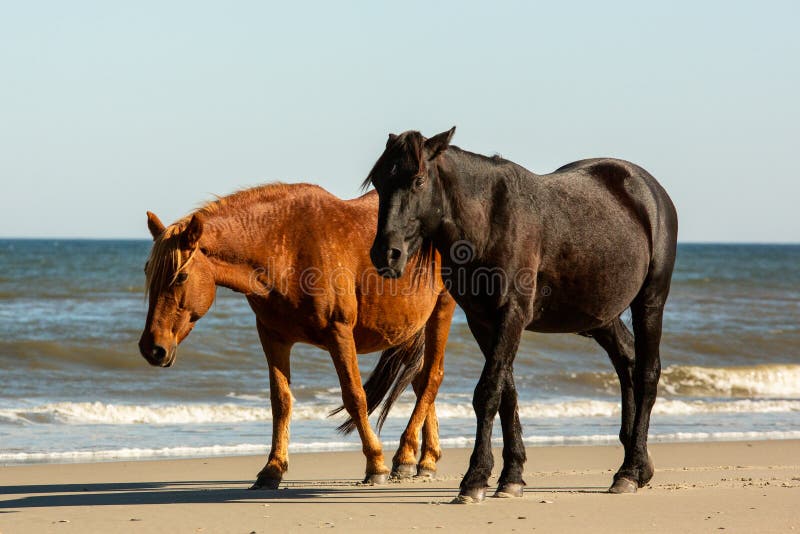 Wild Brown and Black Horses Walking Parallel Along a Beach with Low ... Wild Brown and Black Horses Walking Parallel Along a Beach with Low ...