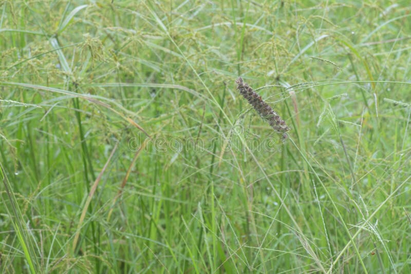 The Wild Brown Carex Weed Plant. Stock Photo - Image of angiosperms ...