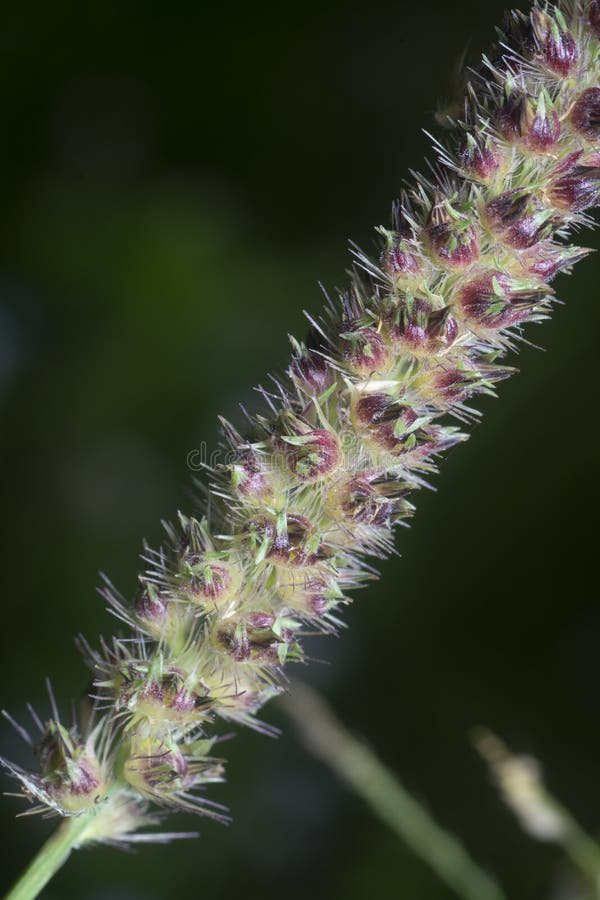 The Wild Brown Carex Weed Plant. Stock Photo - Image of brown, field ...