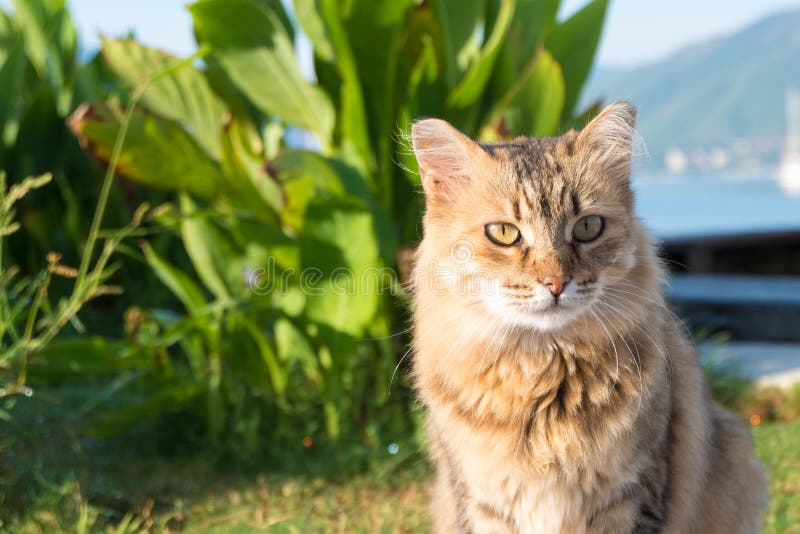 Wild brown cat on lawn stock photo. Image of autumn, single - 77914102