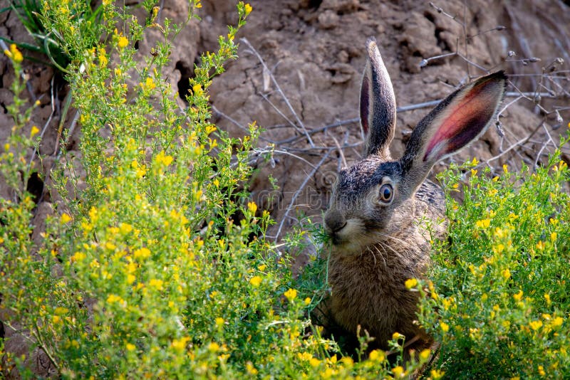 Wild Brown Hare with Big Ears Sitting in a Grass Stock Photo - Image of ...