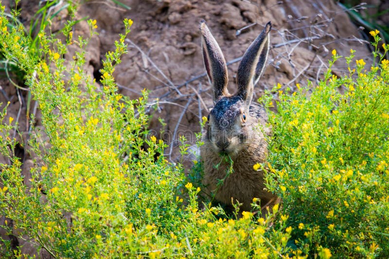 Wild Brown Hare with Big Ears Sitting in a Grass Stock Photo - Image of ...