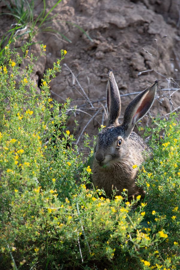 Wild Brown Hare with Big Ears Sitting in a Grass Stock Photo - Image of ...