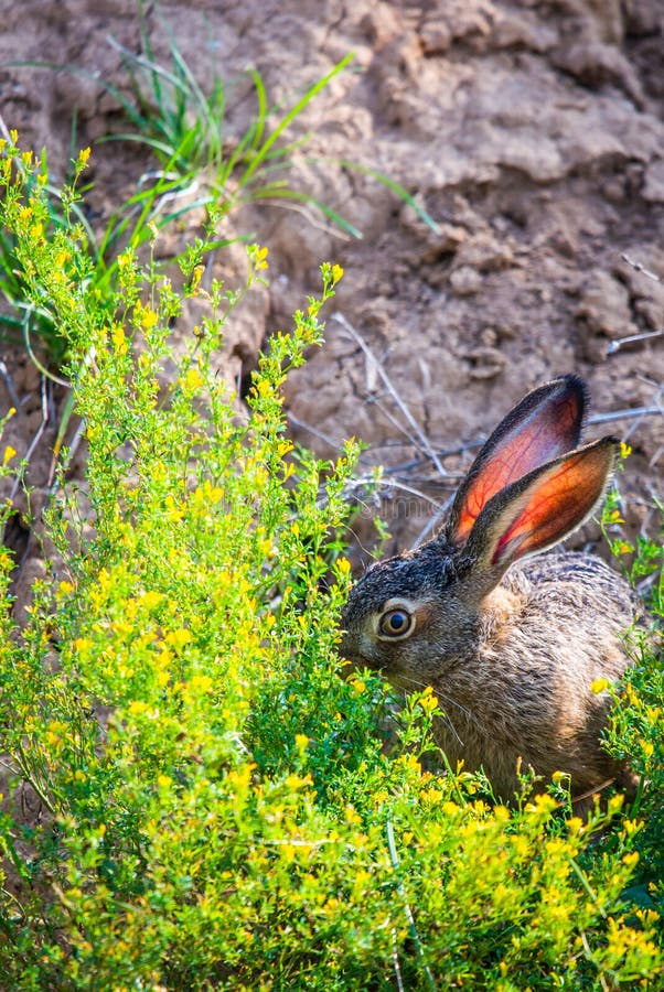 Wild Brown Hare with Big Ears Sitting in a Grass Stock Image - Image of ...