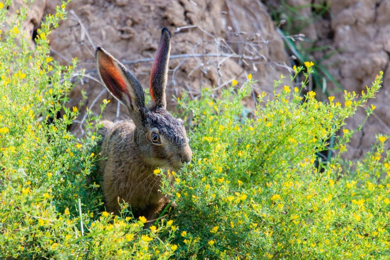 Wild Brown Hare with Big Ears Sitting in a Grass Stock Image - Image of ...