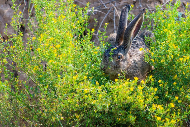 Wild Brown Hare with Big Ears Sitting in a Grass Stock Photo - Image of ...