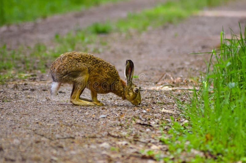 Wild Brown Hare with Big Ears Sitting in a Grass Stock Photo - Image of ...