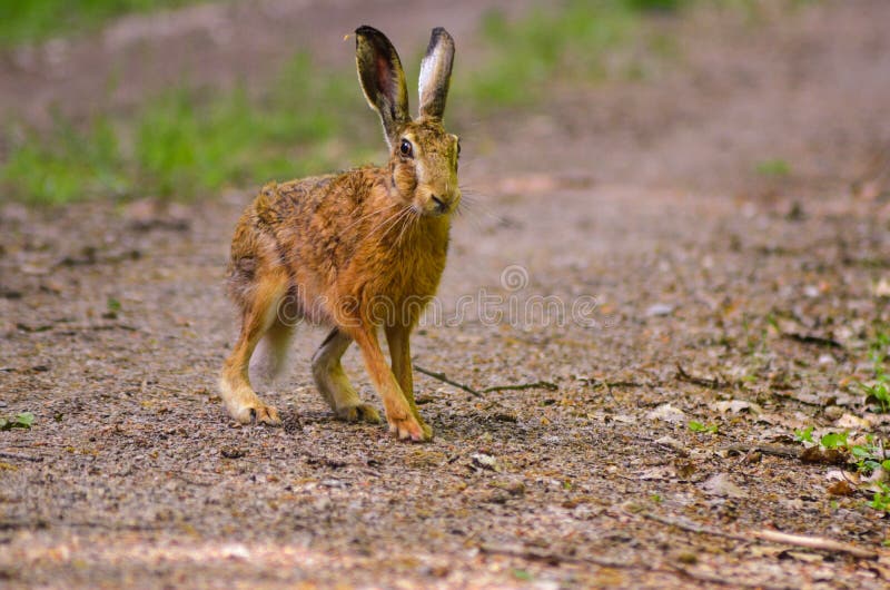 Wild Brown Hare with Big Ears Sitting in a Grass Stock Image - Image of ...