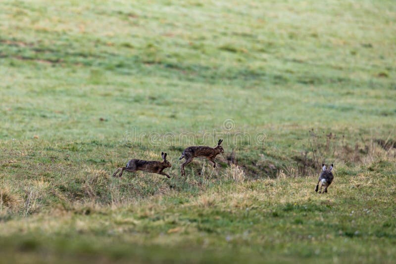 Wild Brown Hare on a Meadow Stock Image - Image of nature, animals ...
