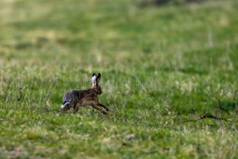 Wild Brown Hare on a Meadow Stock Image - Image of nature, animals ...
