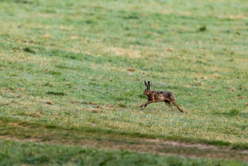 Wild Brown Hare on a Meadow Stock Image - Image of nature, animals ...