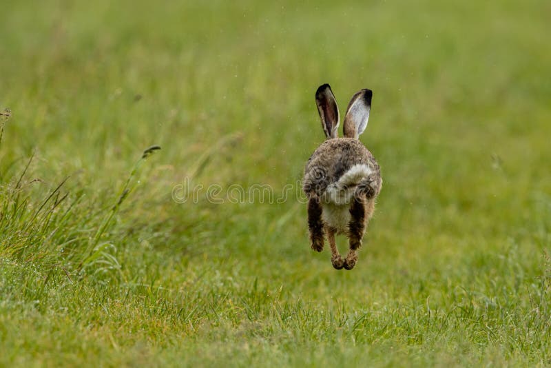 Wild Brown Hare on a Meadow Stock Image - Image of nature, animals ...