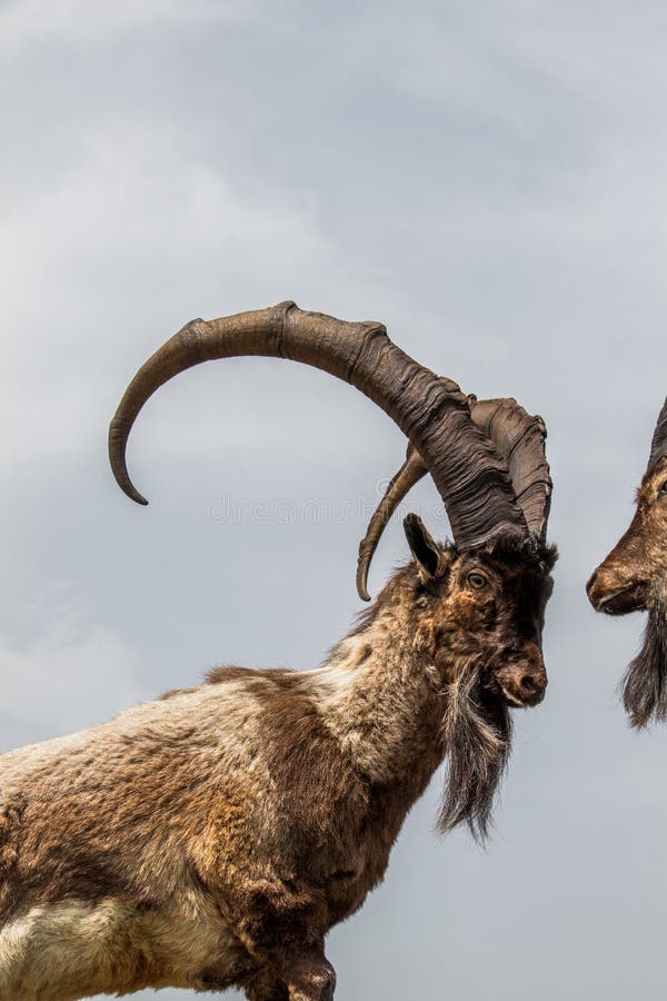 Wild goat with huge horns stock photo. Image of huge - 23801138