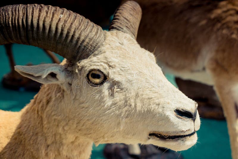Wild Brown Mountain Goat with Huge Horns Stock Image - Image of hill ...