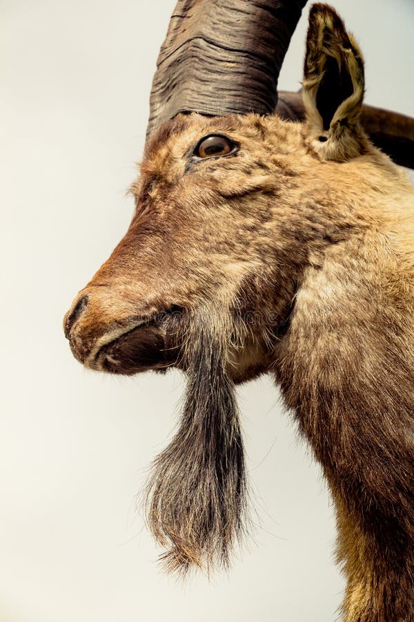 Wild Brown Mountain Goat with Huge Horns Stock Photo - Image of billy ...