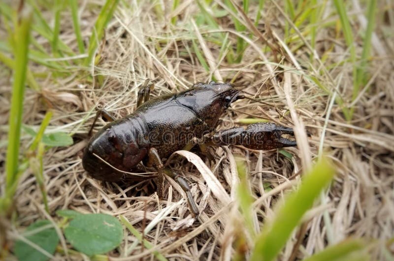 Mudbug stock image. Image of crayfish, water, mudbug - 159112685