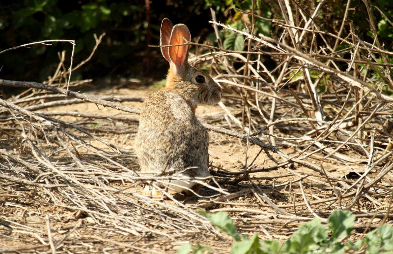 Wild brown rabbit stock photo. Image of back, freedom - 19236860
