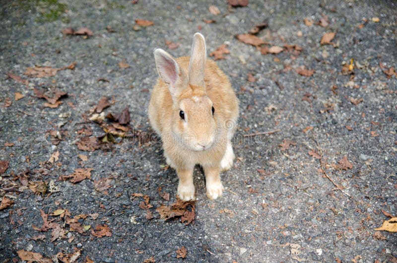 Wild Brown Rabbit at Okunoshima Island Stock Photo - Image of bunny ...
