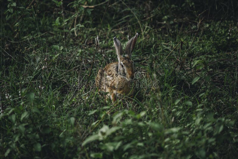 Wild Brown Rabbit Sitting on a Grassland Stock Image - Image of jungle ...
