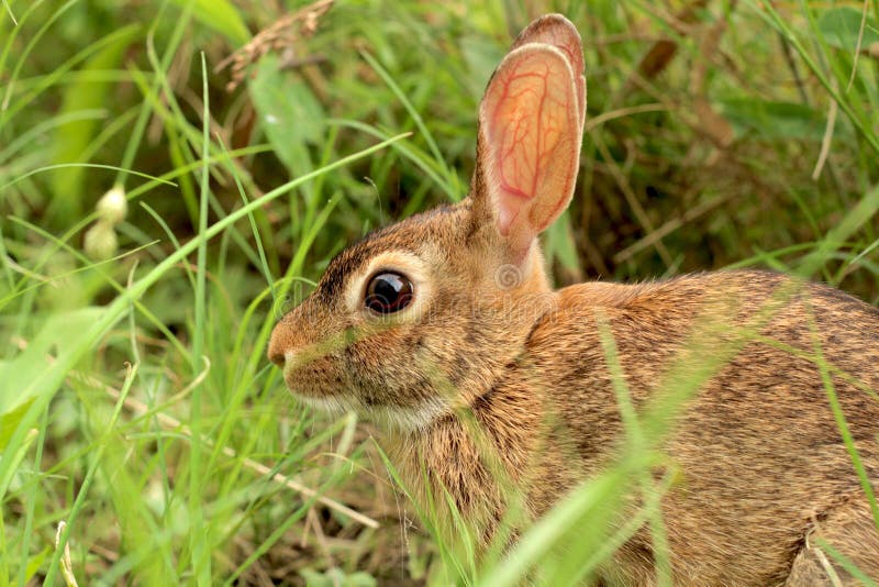 Wild Brown Rabbit Sitting in Grass - Closeup Stock Photo - Image of ...