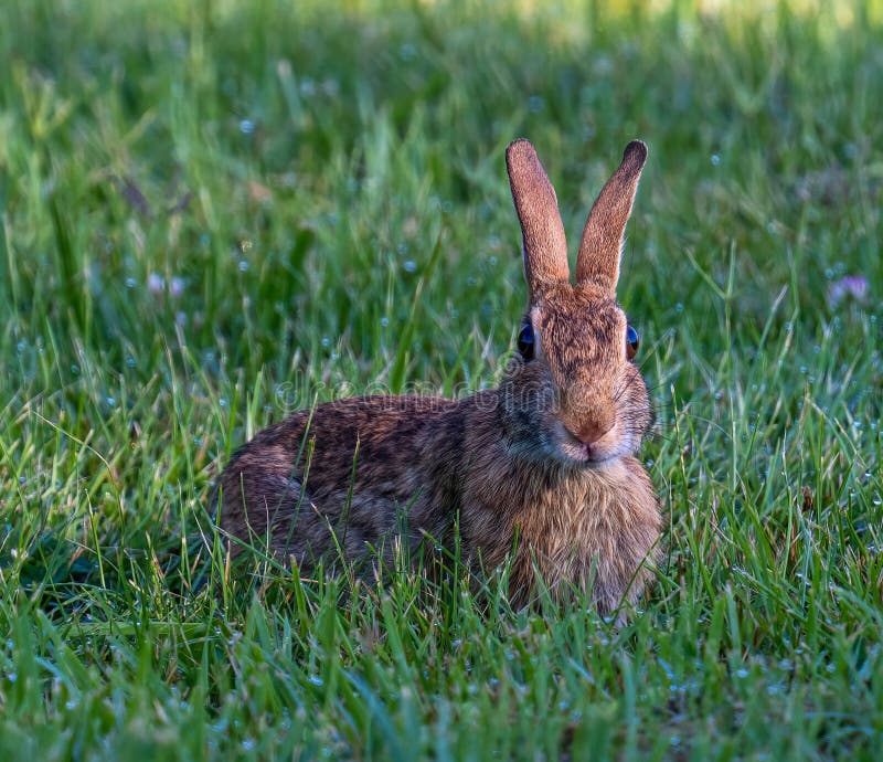 Wild Brown Rabbit Sitting on the Grasses in the Forest Stock Photo ...