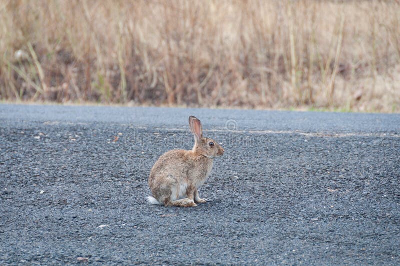 Wild Brown Rabbit Sitting on a Road Stock Image - Image of adorable ...