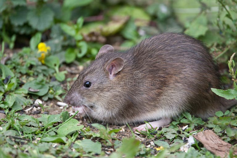 Wild Brown Rat stock image. Image of carry, urine, tail - 9836795