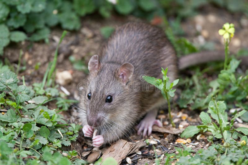 Wild Brown Rat stock photo. Image of rodent, hairy, common - 9836936