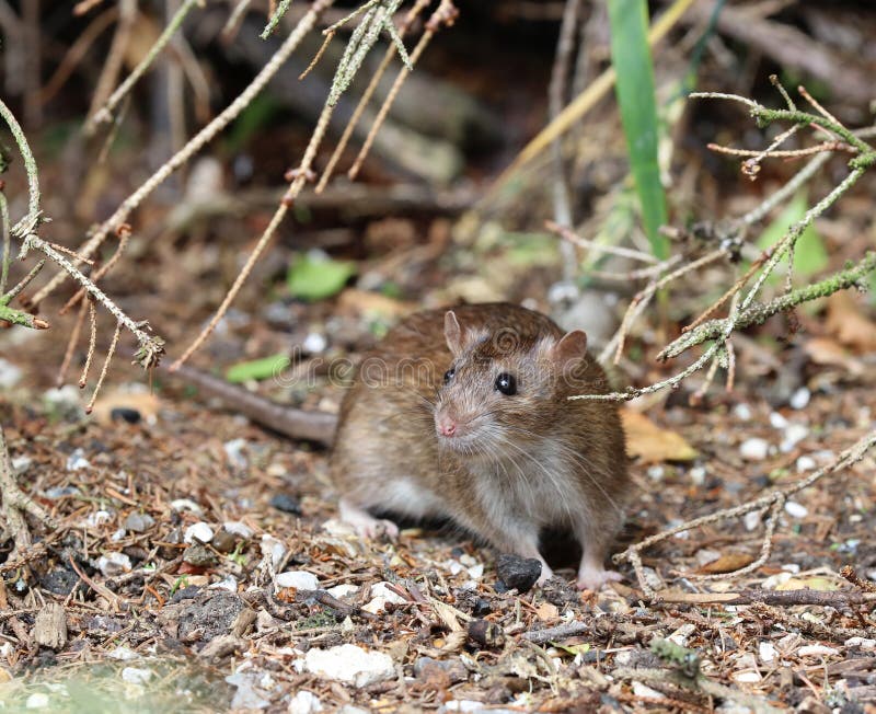 Brown Rat stock image. Image of wild, portrait, close - 9028739