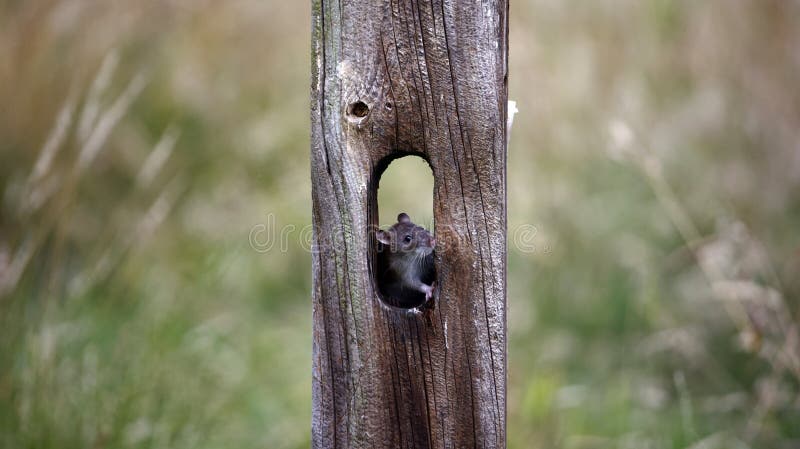 Wild Brown Rats Down on the Farm Stock Photo - Image of wildlife ...