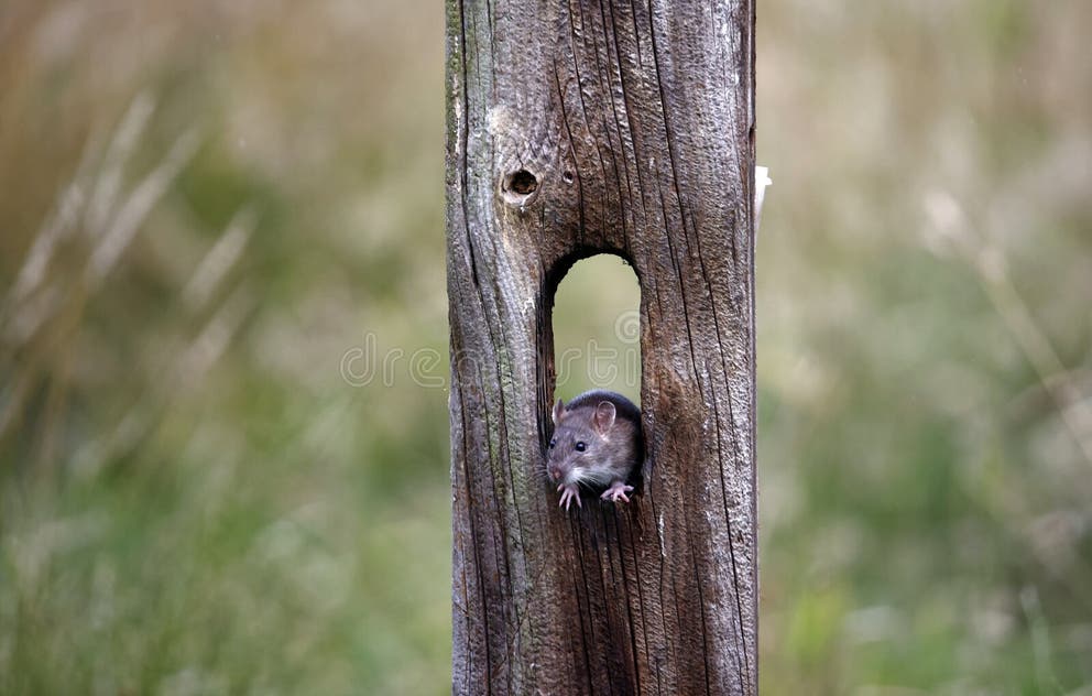 Wild Brown Rats Down on the Farm Stock Photo - Image of garden, eating ...