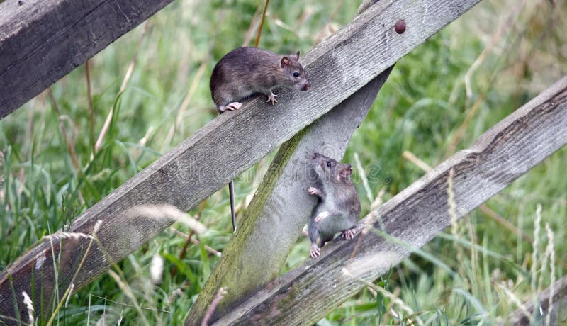 Wild Brown Rats Down on the Farm Stock Photo - Image of spring, animals ...