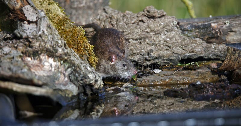 Wild Brown Rats Down on the Farm Stock Image - Image of spring, natural ...