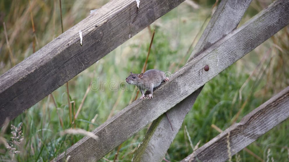 Wild Brown Rats Down on the Farm Stock Photo - Image of feeding, animal ...