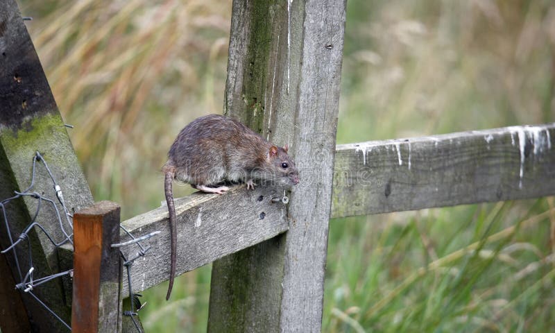 Wild Brown Rats Down on the Farm Stock Image - Image of natural ...
