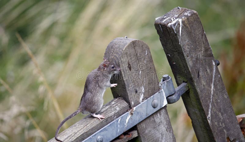 Wild Brown Rats Down on the Farm Stock Image - Image of exploring ...