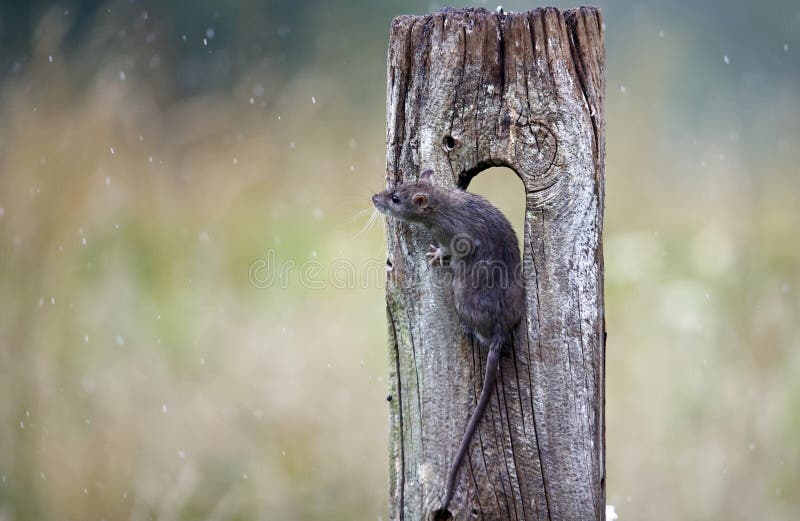 Wild Brown Rats Down on the Farm Stock Photo - Image of mossy, eating ...