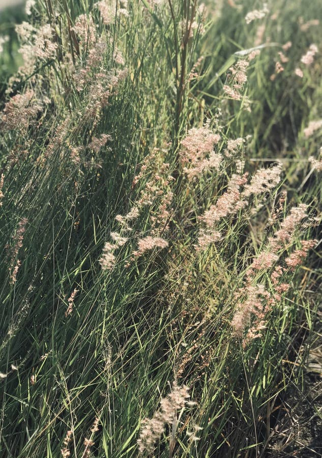 Wild Brown Tall Grass Grown in the Field Stock Photo - Image of ...