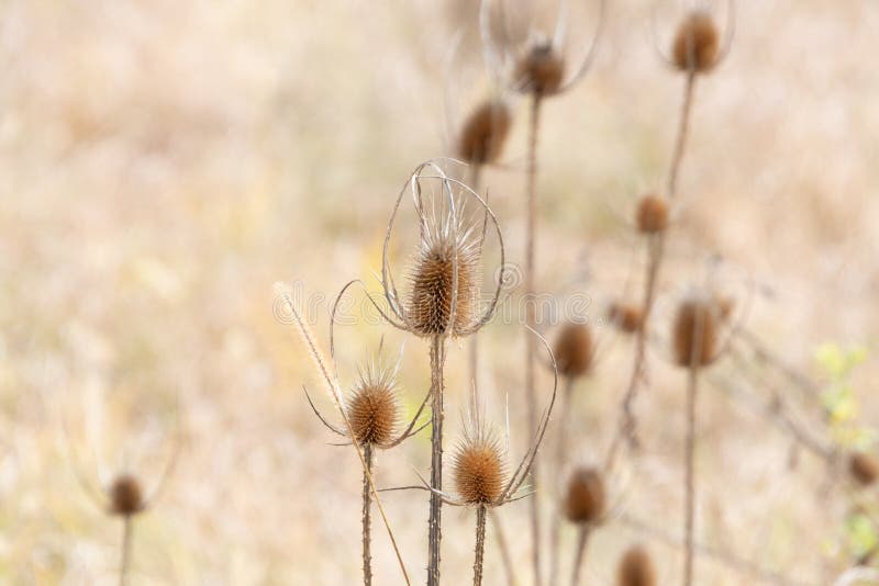 Wild Brown Thistles in the Countryside Stock Image - Image of meadow ...