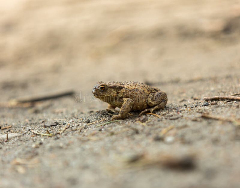 264 Toad Walking Stock Photos - Free & Royalty-Free Stock Photos from ...