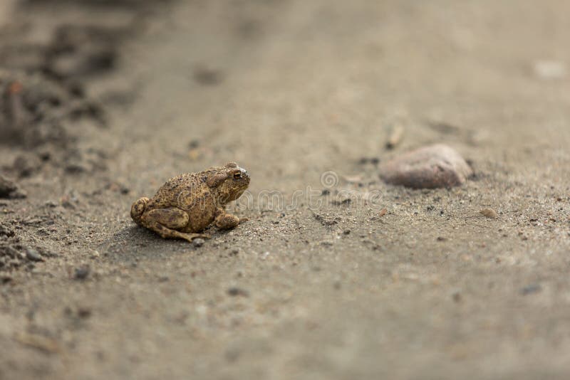264 Toad Walking Stock Photos - Free & Royalty-Free Stock Photos from ...