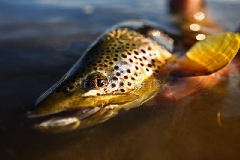 Wild Brown Trout stock photo. Image of fresh, outdoor - 21033348