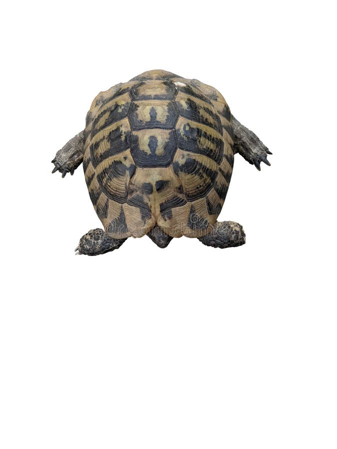 Wild Brown Turtle Top View Isolated Stock Photo - Image of black, shell ...