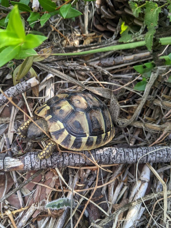 Wild Turtle Animal with Legs, Tail and Shell on Dry Grass Side Close ...