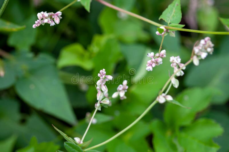 Wild Buckwheat, Fallopia Convolvulus Stock Photo - Image of spring ...