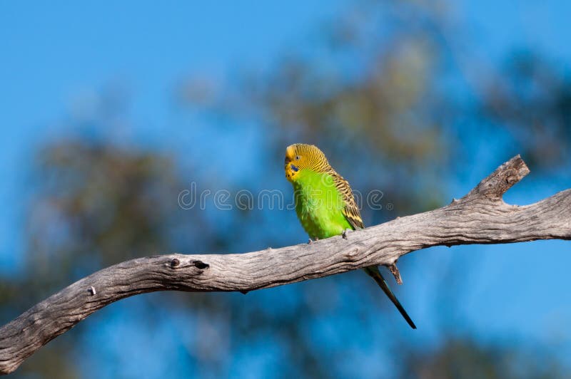 Wild Budgies in Queensland Australia Stock Photo - Image of flock ...