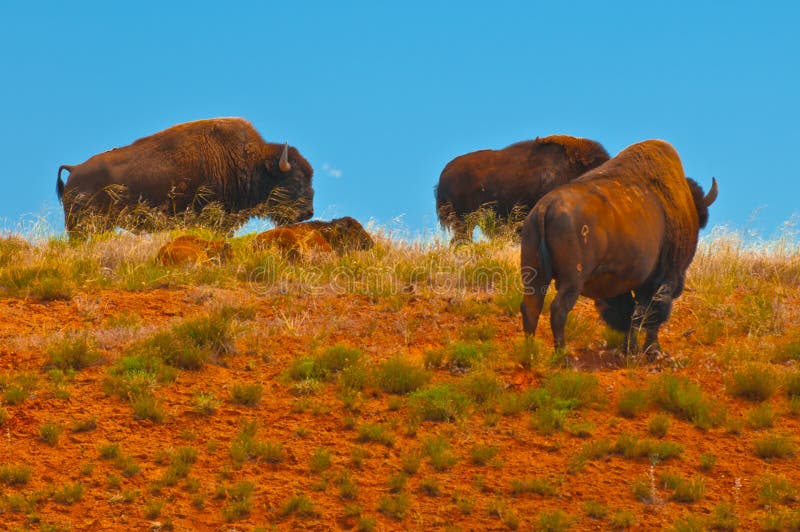 Buffalo vs Car stock photo. Image of wyoming, water, steam - 23407732